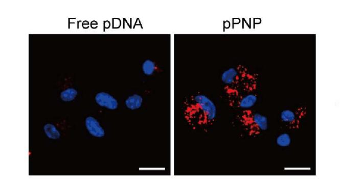 Vector Cloning Services | VectorBuilder